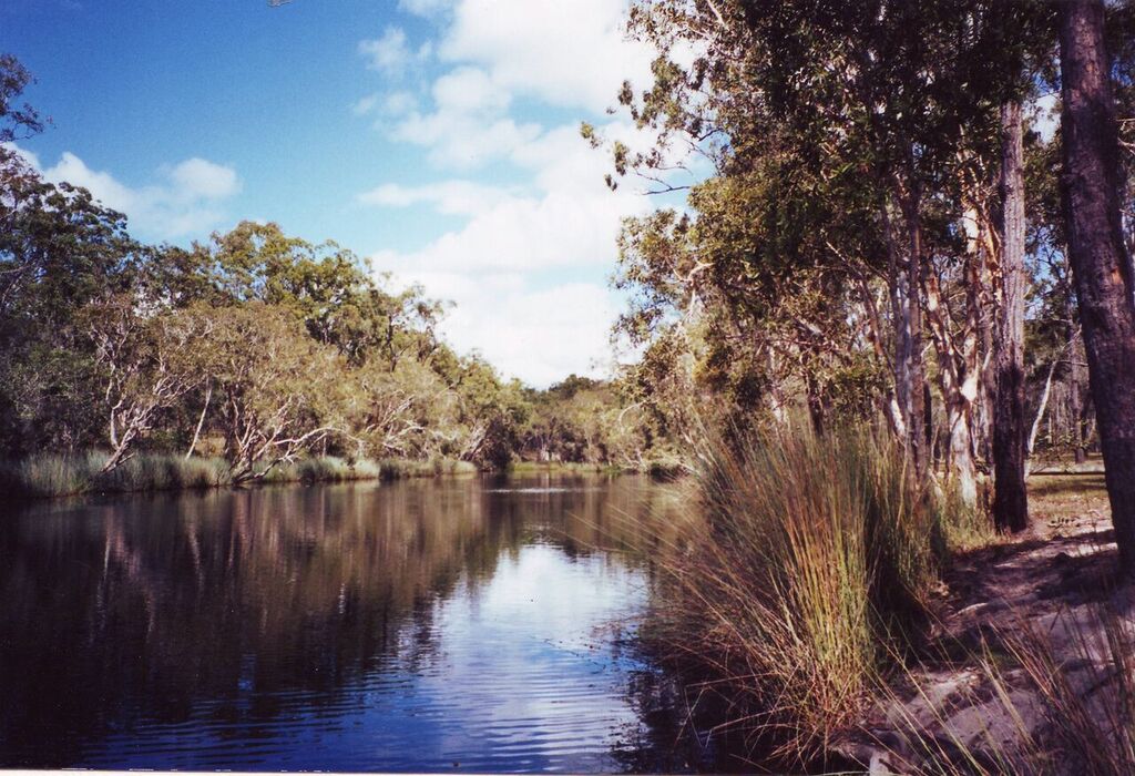Wongi State Forest – Wundercliffe